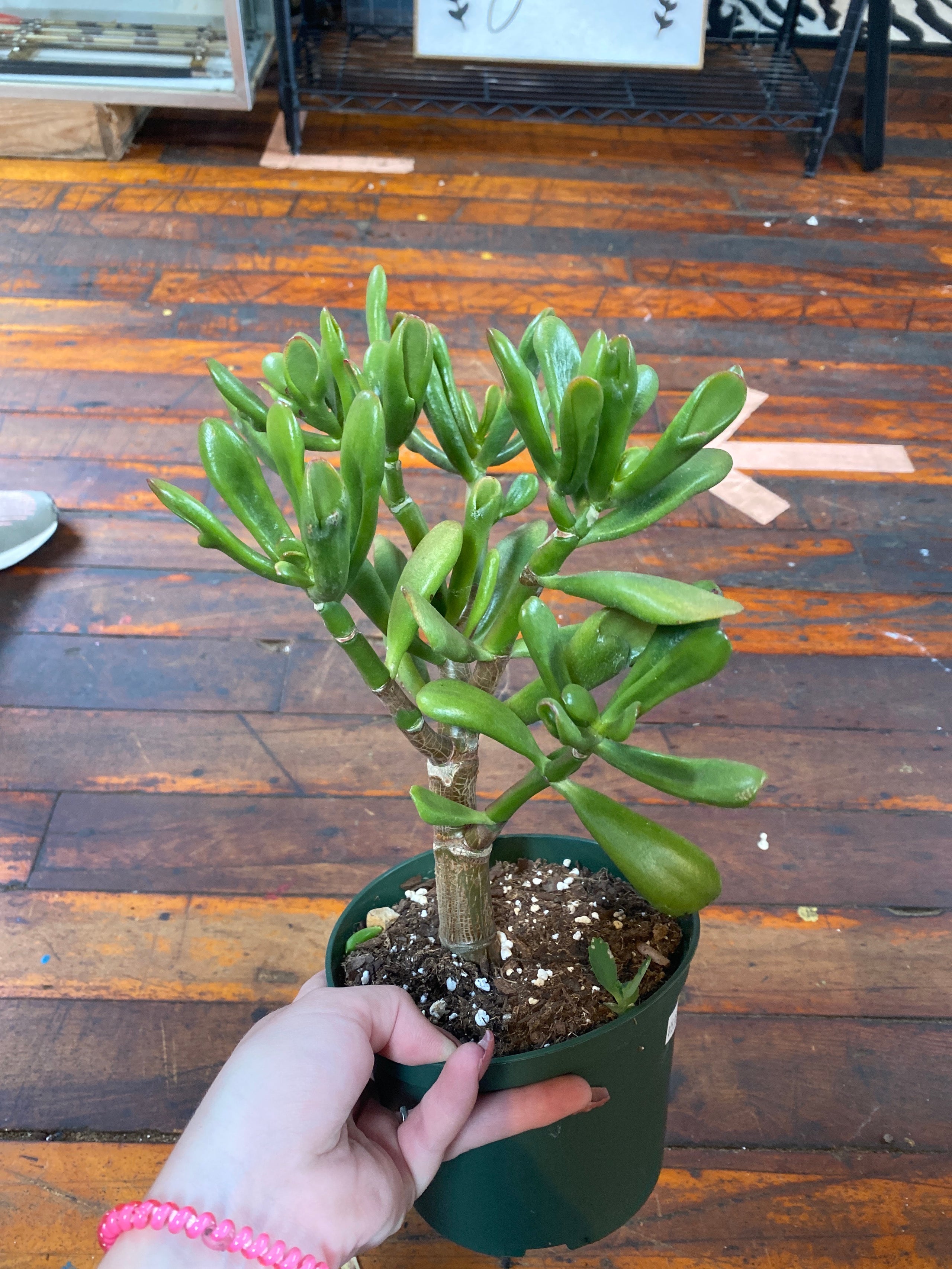 Large jade plant | My Site